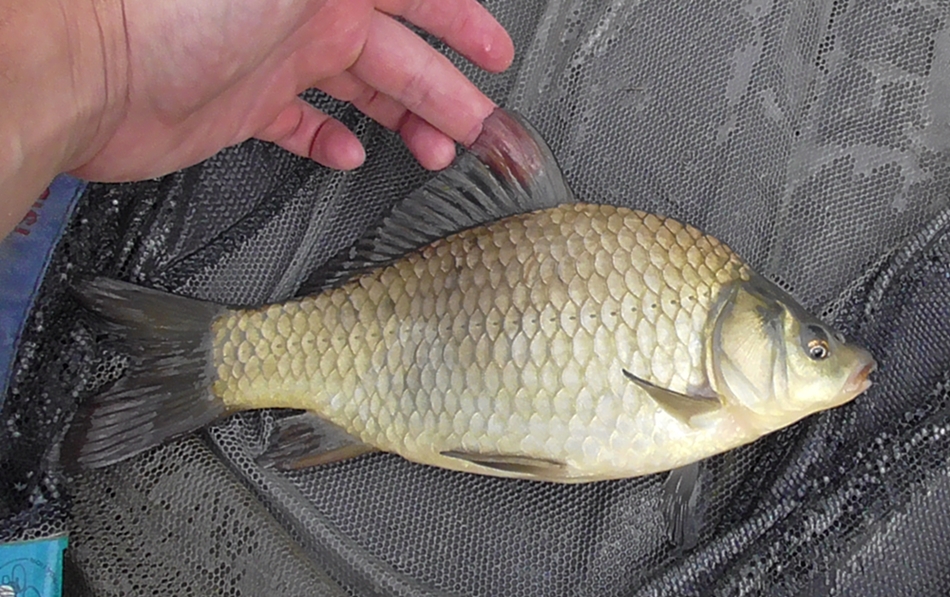 F1 carp - pozytywna hybryda - Spławik i Grunt